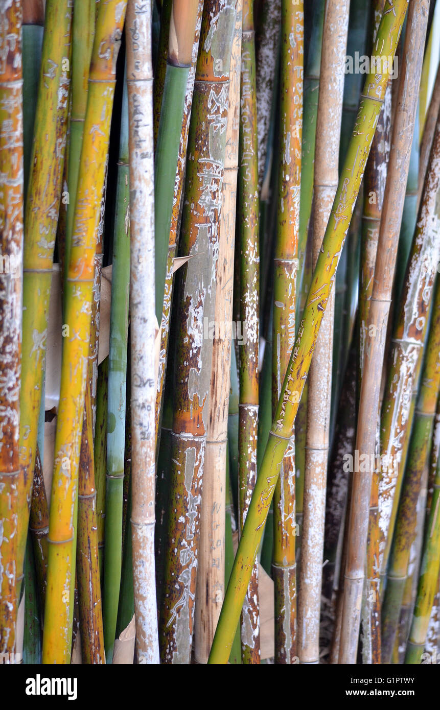 Colorful patterns Bamboo stems Stock Photo - Alamy