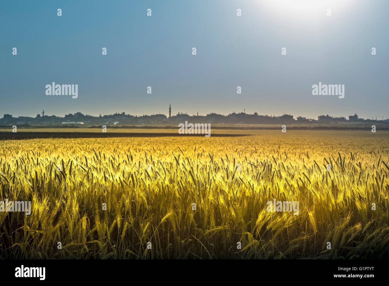 Wheat field Photographed in Eshkol region Israel Stock Photo - Alamy