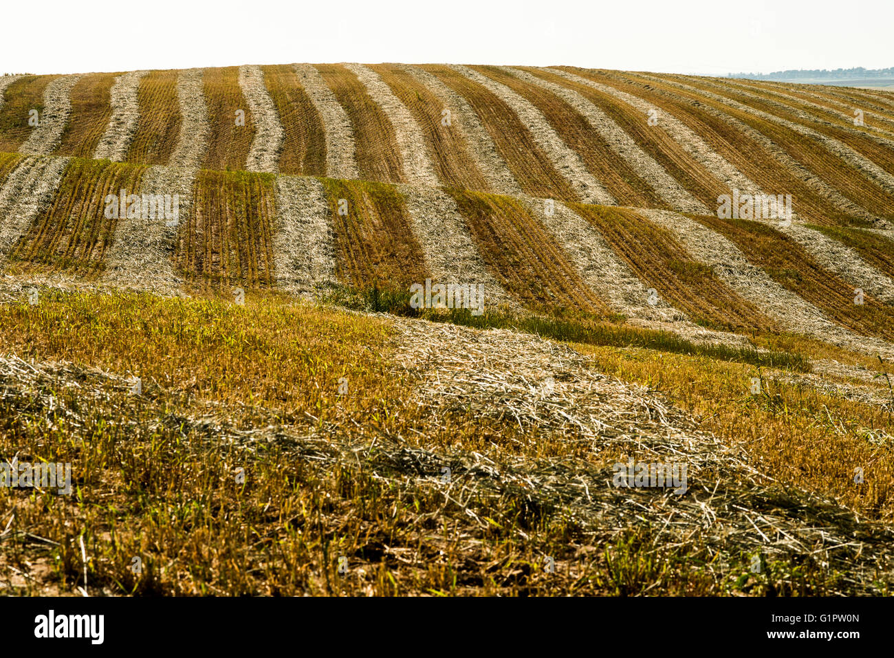 Israel field hi-res stock photography and images - Alamy