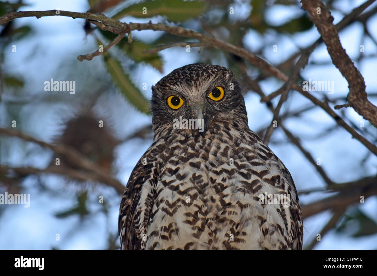 Australian Powerful Owl, Ninox strenua, perched in a tree in the Royal ...