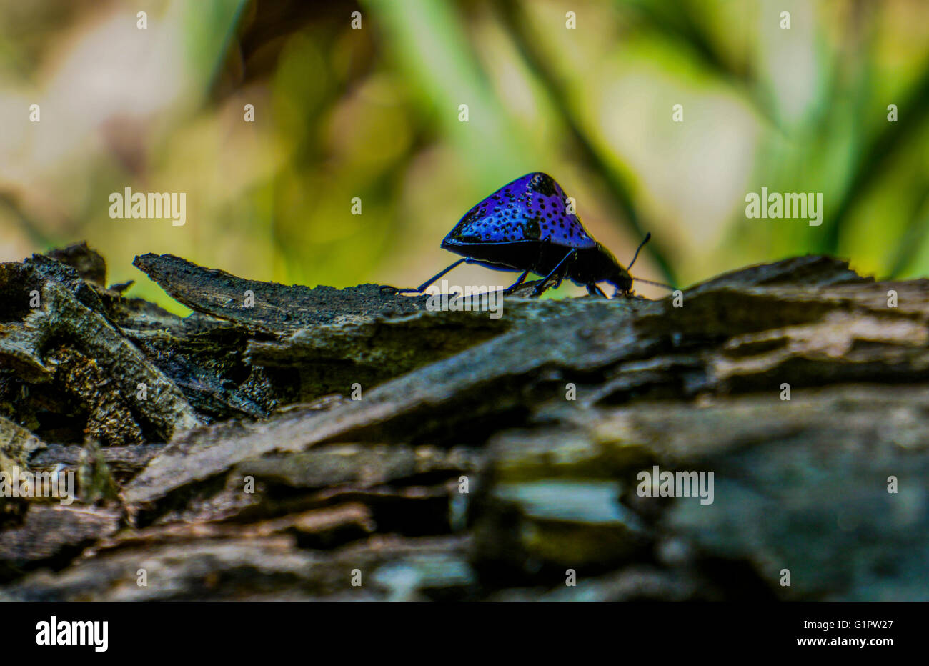 Amazon rainforest insects hi-res stock photography and images - Alamy