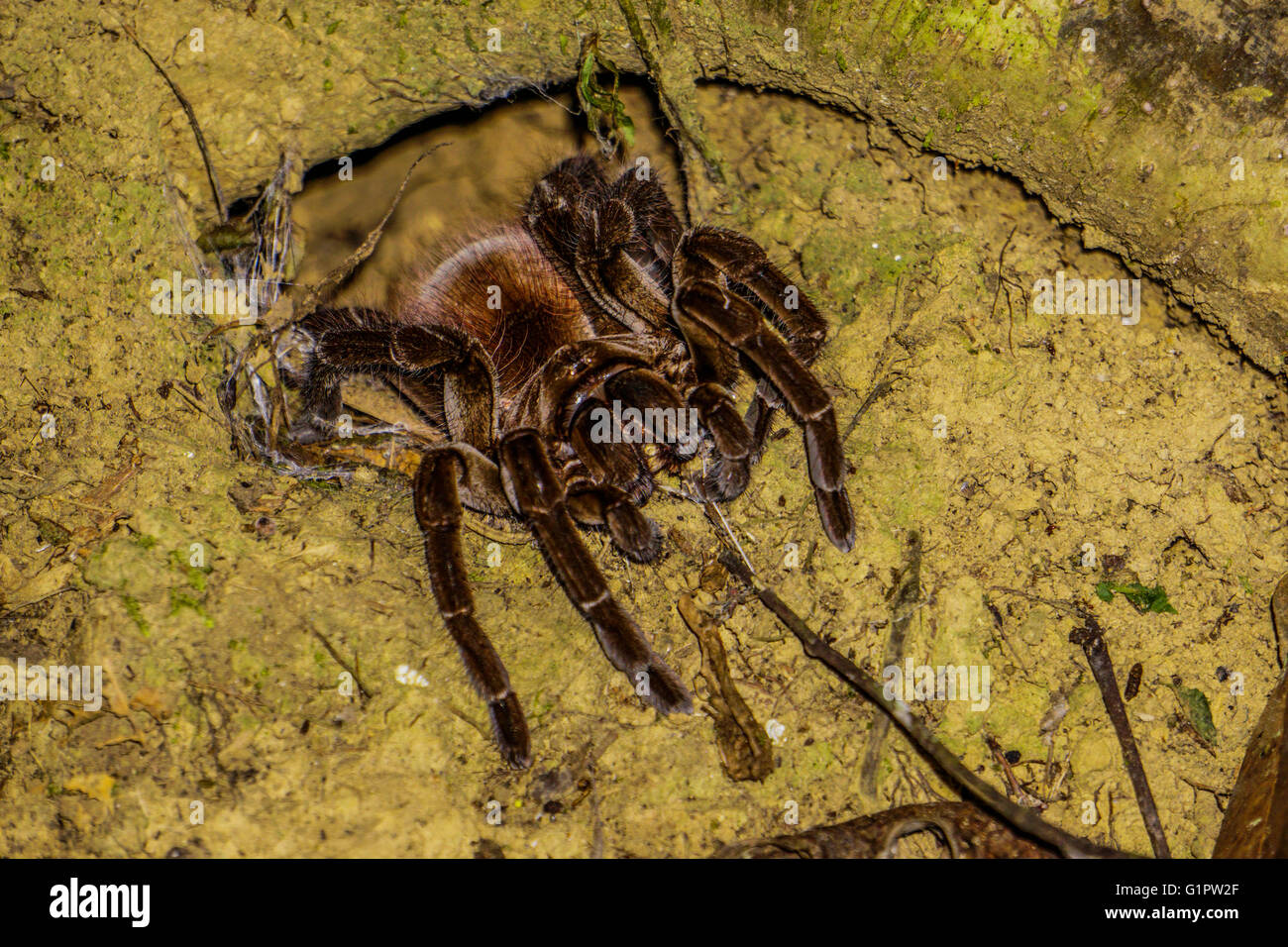Tarantula in the Columbian rainforest Stock Photo - Alamy