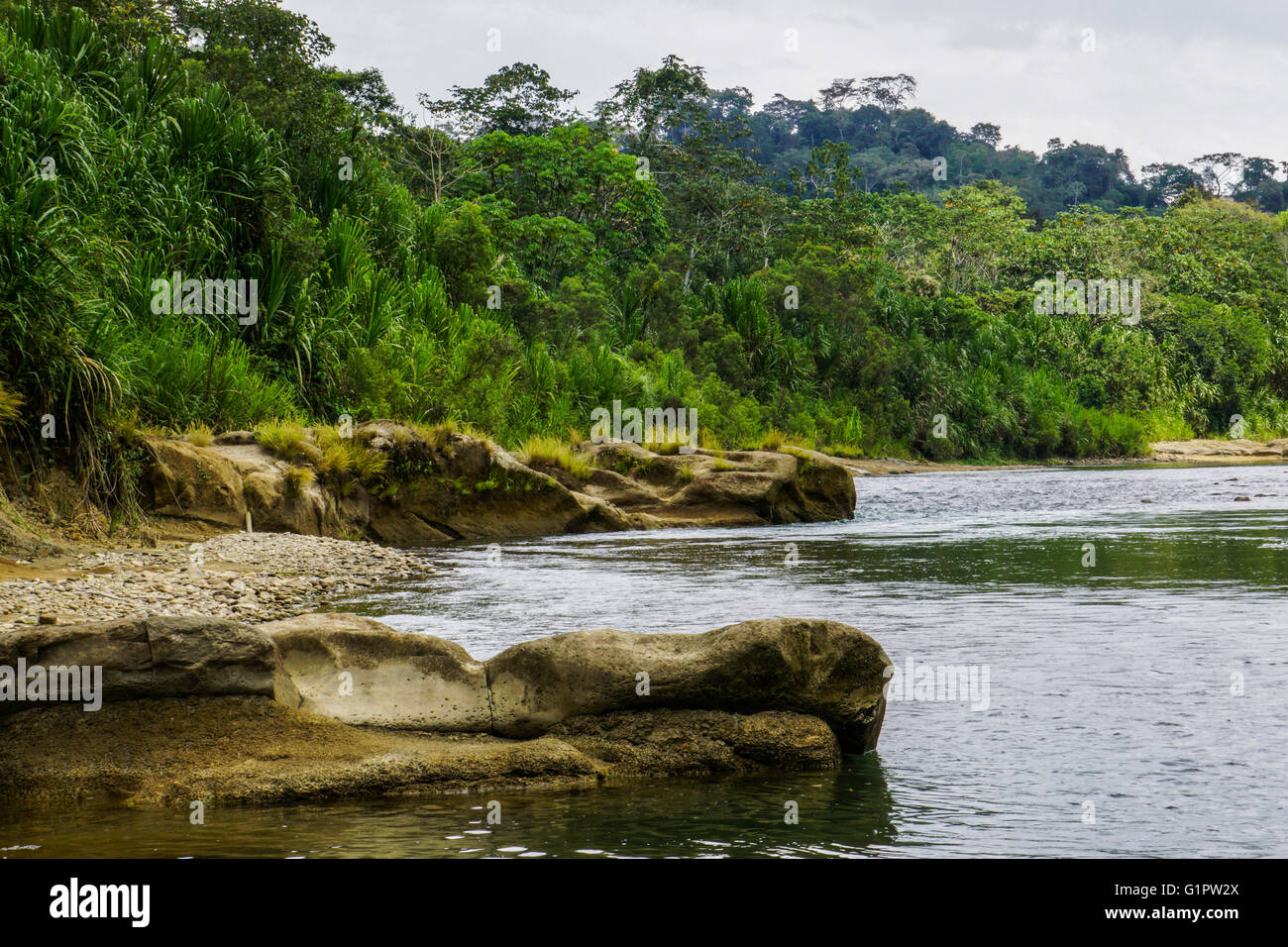 Amazonian rainforest stream. Photographed in Colombia Stock Photo - Alamy
