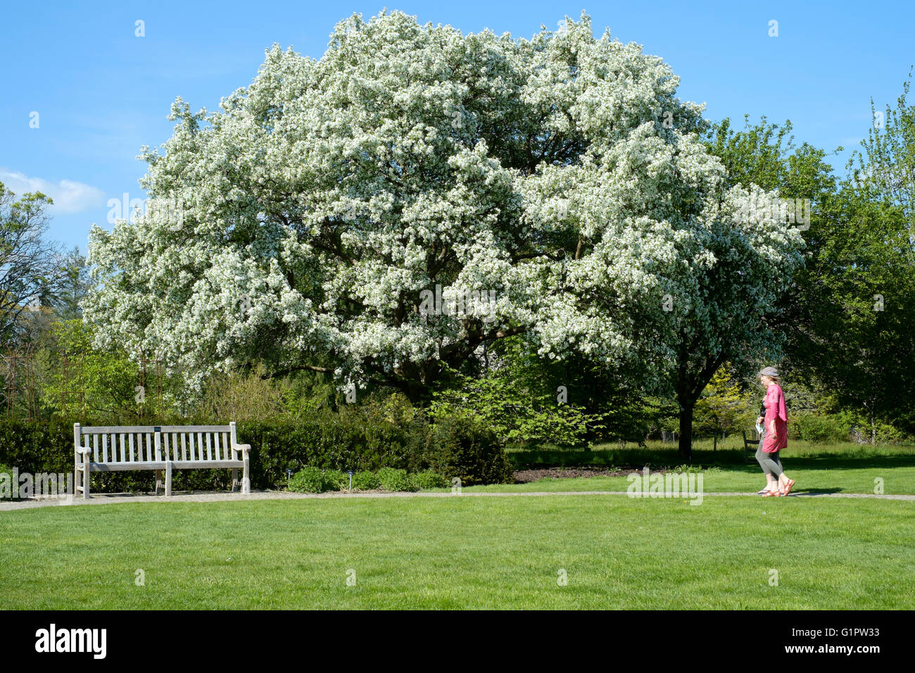 two female visitors walking in front of blossom covered tree in sir ...