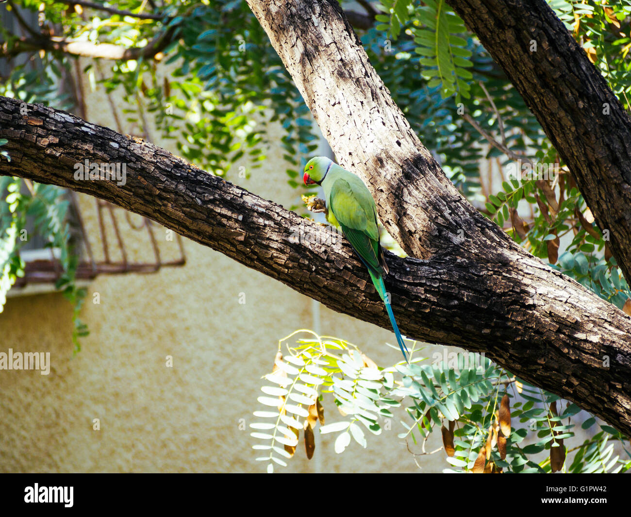 Male Rose-ringed Parakeet (Psittacula krameri), AKA the Ringnecked ...