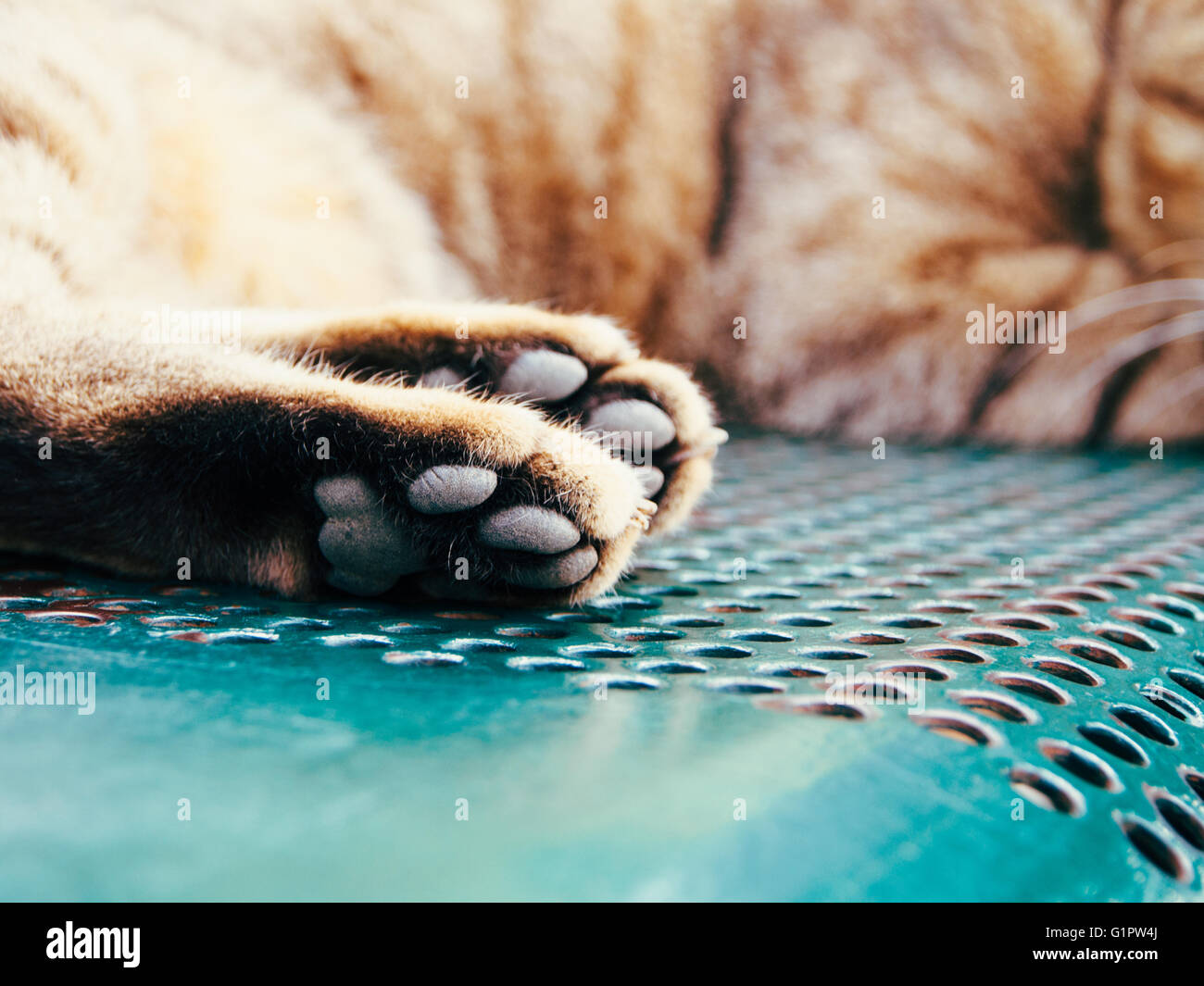 Close up of a cat's paw Stock Photo - Alamy
