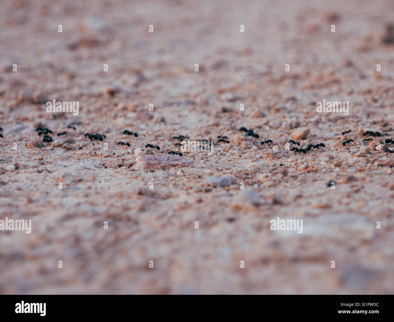 Marching ants hi-res stock photography and images - Alamy