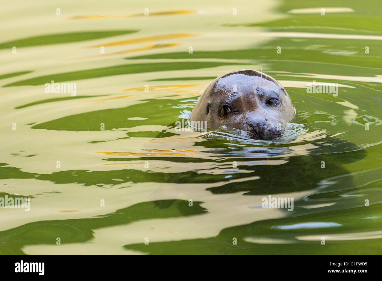 Common Seal, Cornish Seal Sanctuary, Cornwall, UK Stock Photo - Alamy