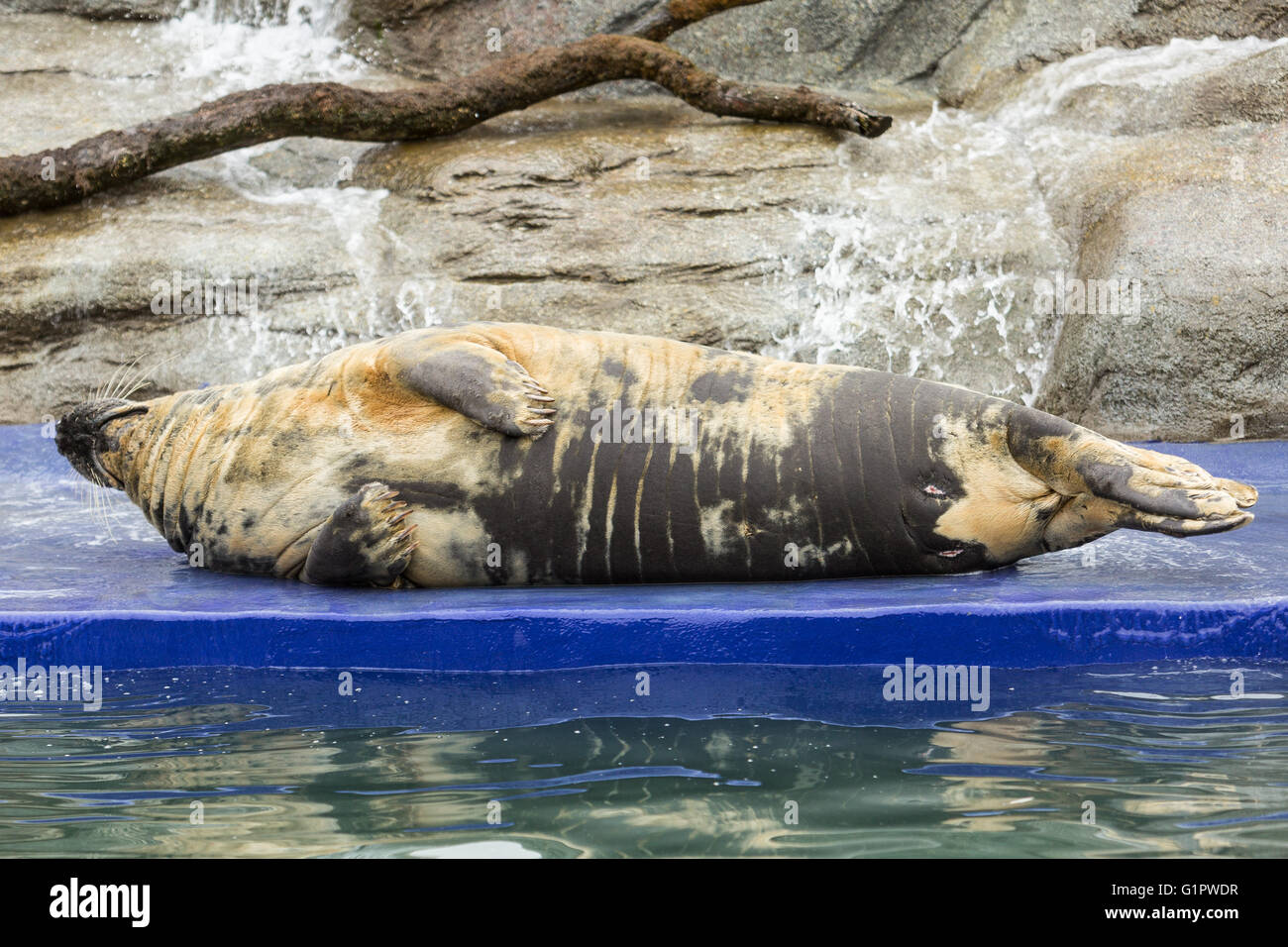 Seal cornwall seal sanctuary hi-res stock photography and images - Alamy