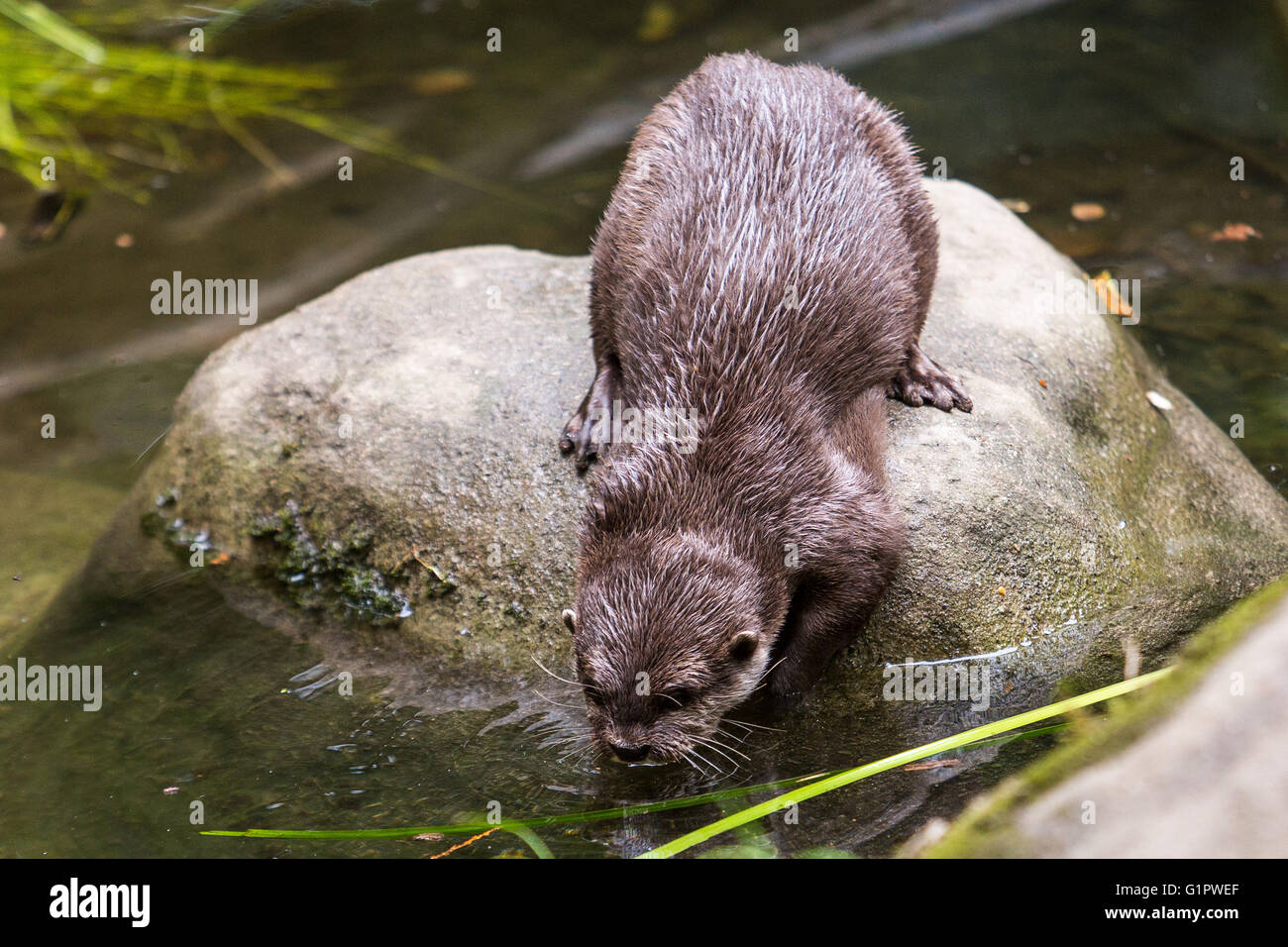 Otters drinking hi-res stock photography and images - Alamy