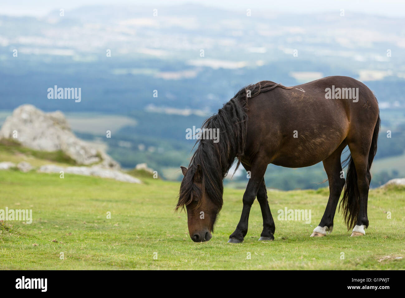 Native pony grazing, Dartmoor Park, Devon, UK Stock Photo - Alamy