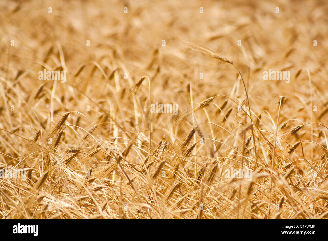Hard red wheat hi-res stock photography and images - Alamy