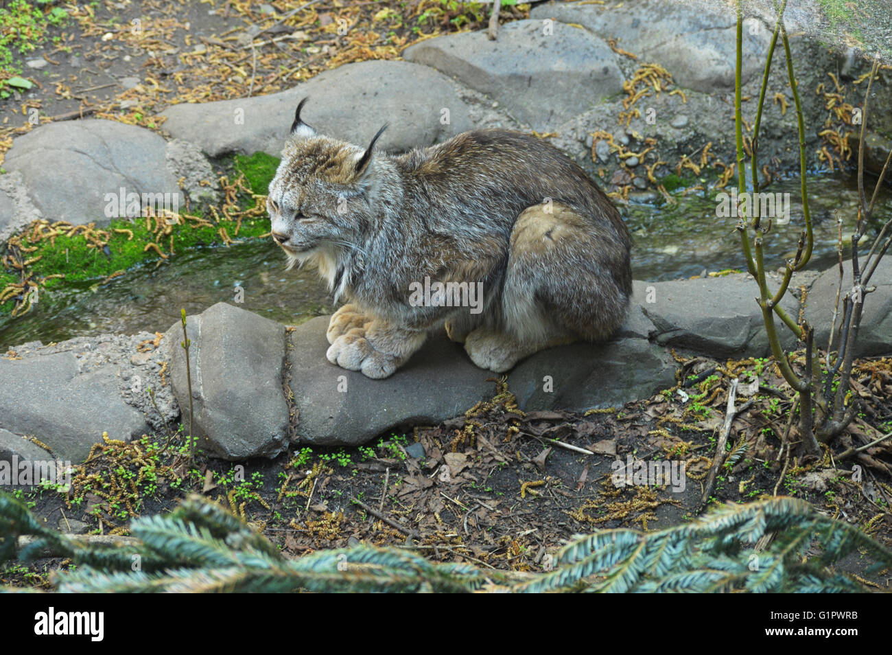 Canada lynx feet hi-res stock photography and images - Alamy
