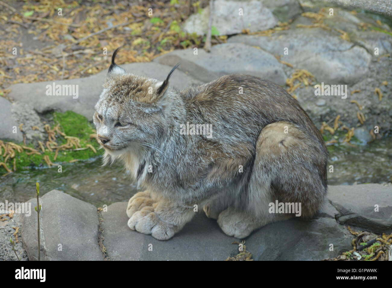 Canada lynx feet hi-res stock photography and images - Alamy