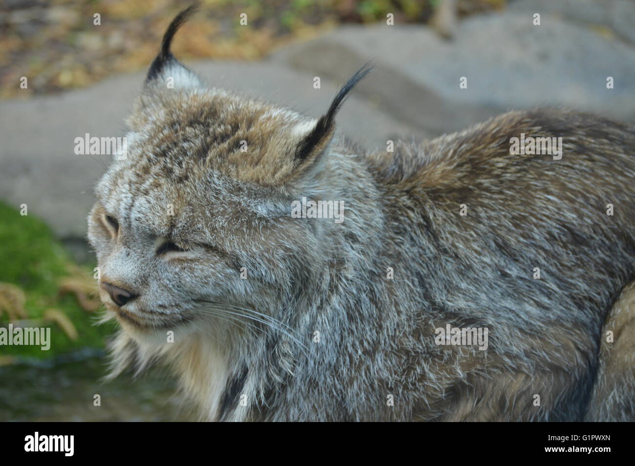 Lynx ears hi-res stock photography and images - Alamy