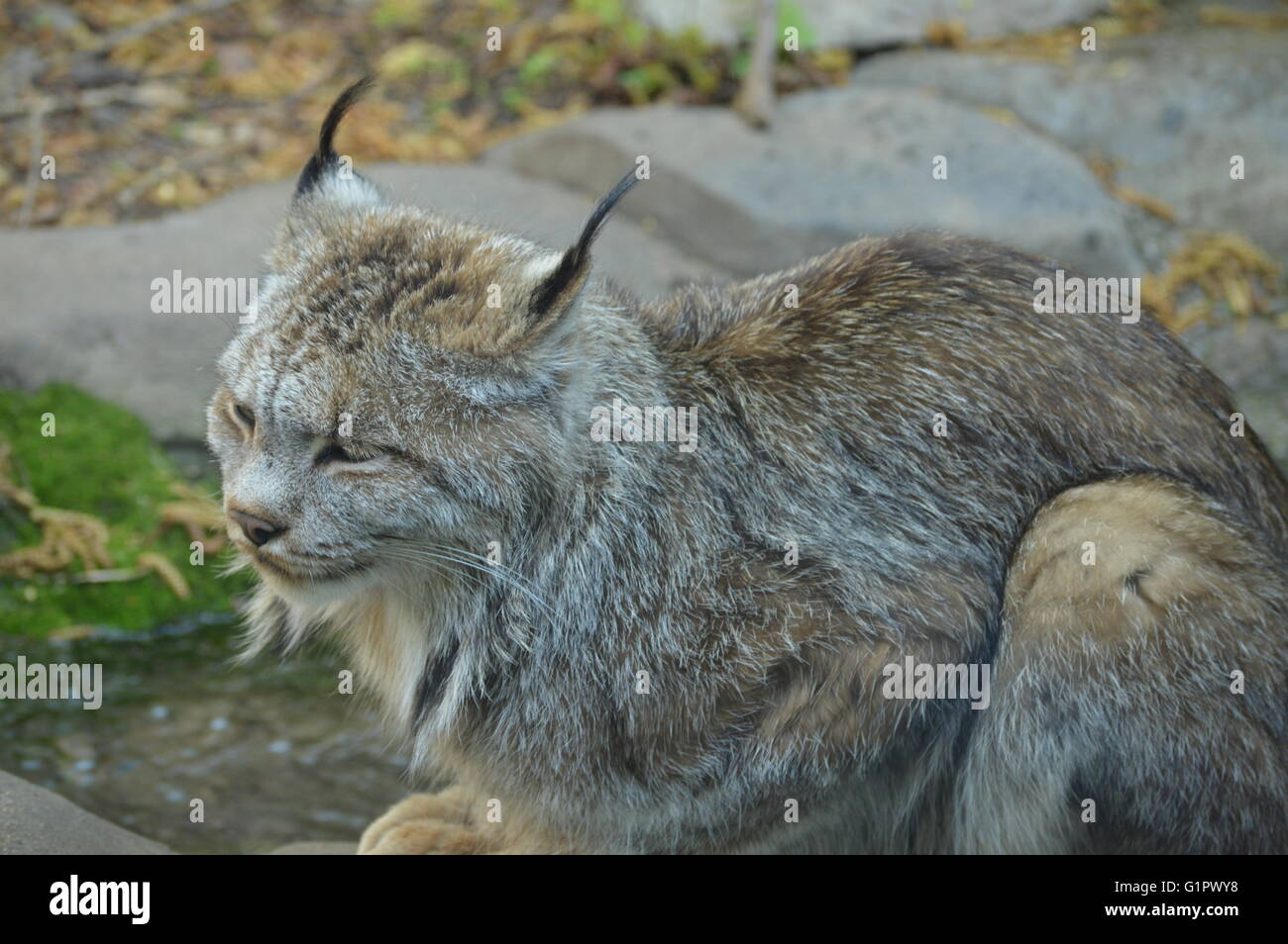 Canada lynx feet hi-res stock photography and images - Alamy