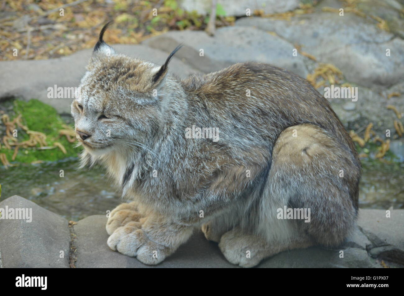 Canada lynx feet hi-res stock photography and images - Alamy