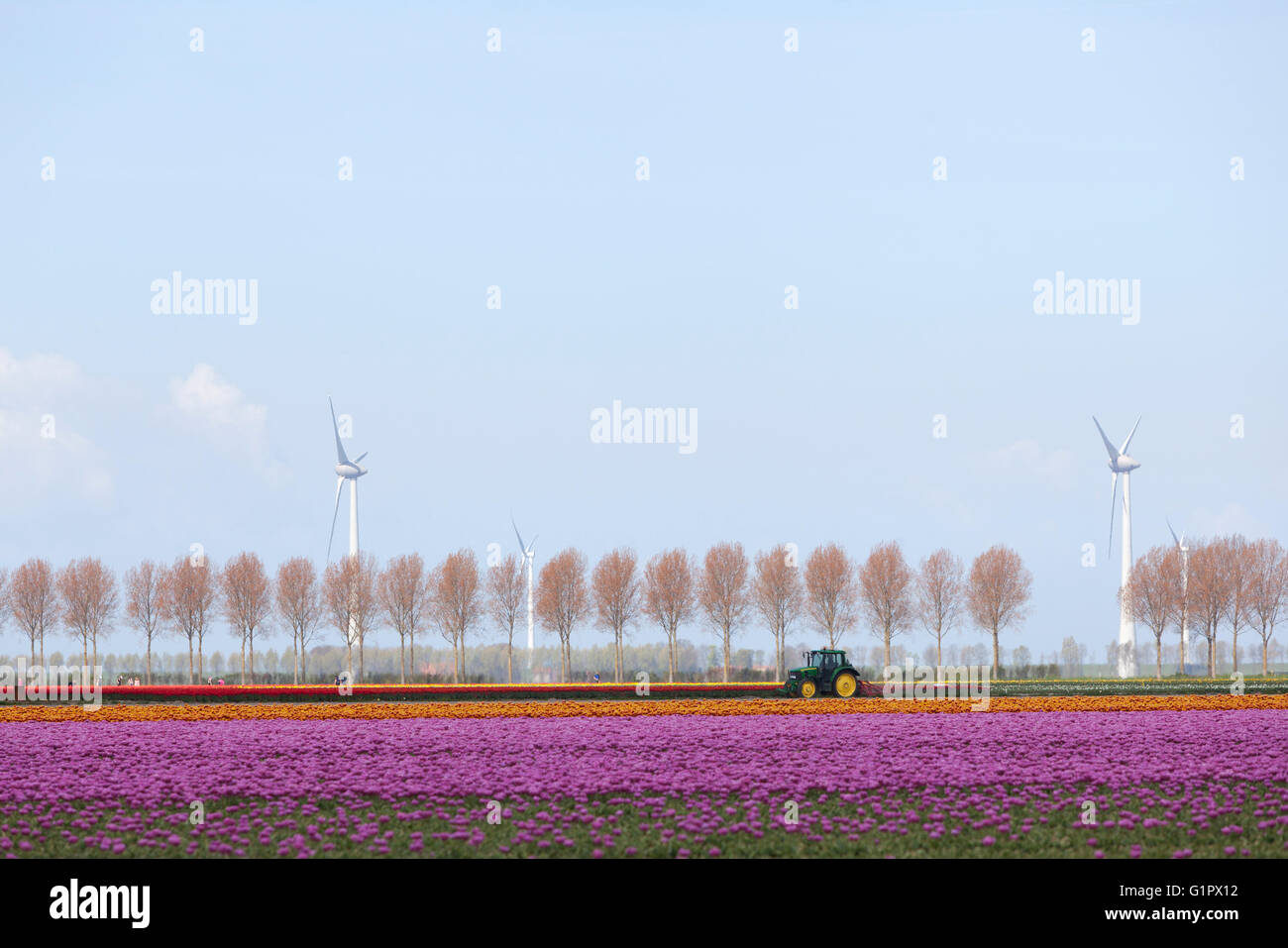 pink tulip landscape with trees and wind turbine in the dutch province ...