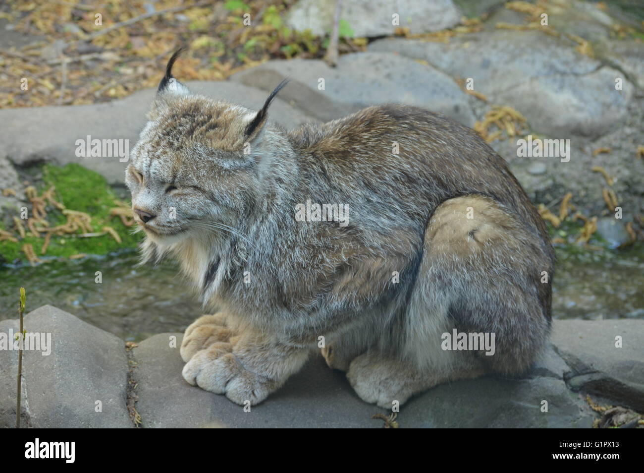 Canada lynx feet hi-res stock photography and images - Alamy