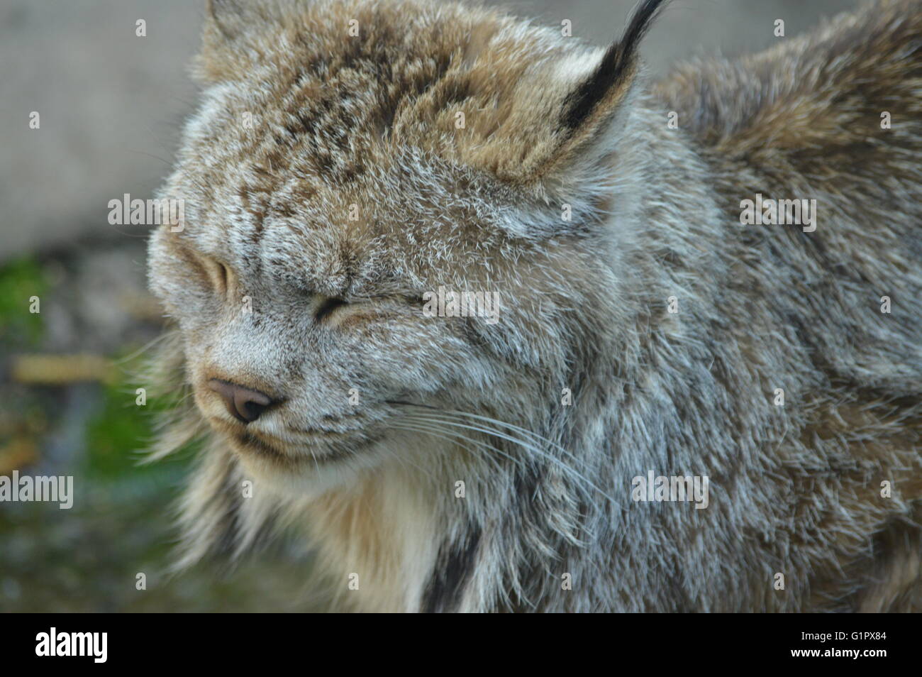 Canada lynx feet hi-res stock photography and images - Alamy