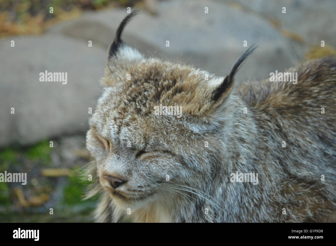Canada lynx feet hi-res stock photography and images - Alamy