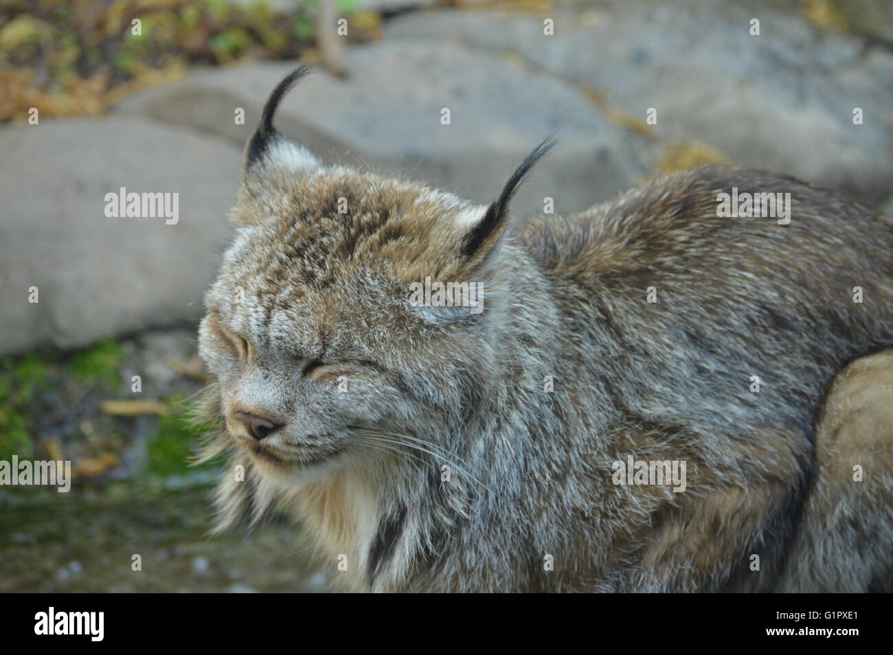 Canada lynx feet hi-res stock photography and images - Alamy