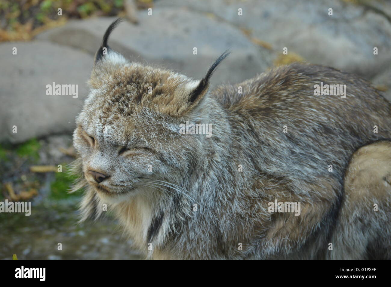 Canada lynx feet hi-res stock photography and images - Alamy