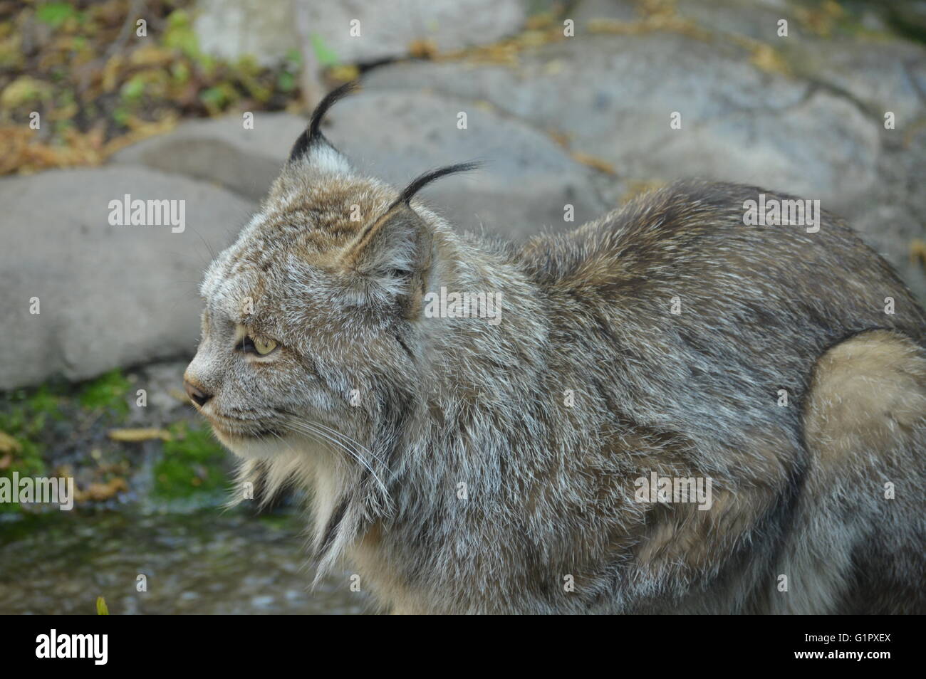 Canada lynx feet hi-res stock photography and images - Alamy