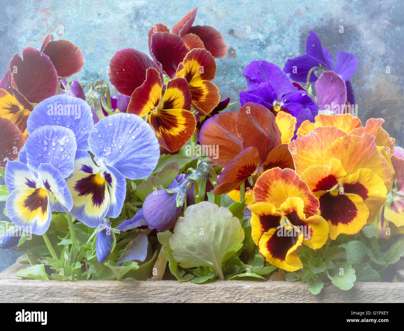 Pansy flowers in a flower box Stock Photo - Alamy