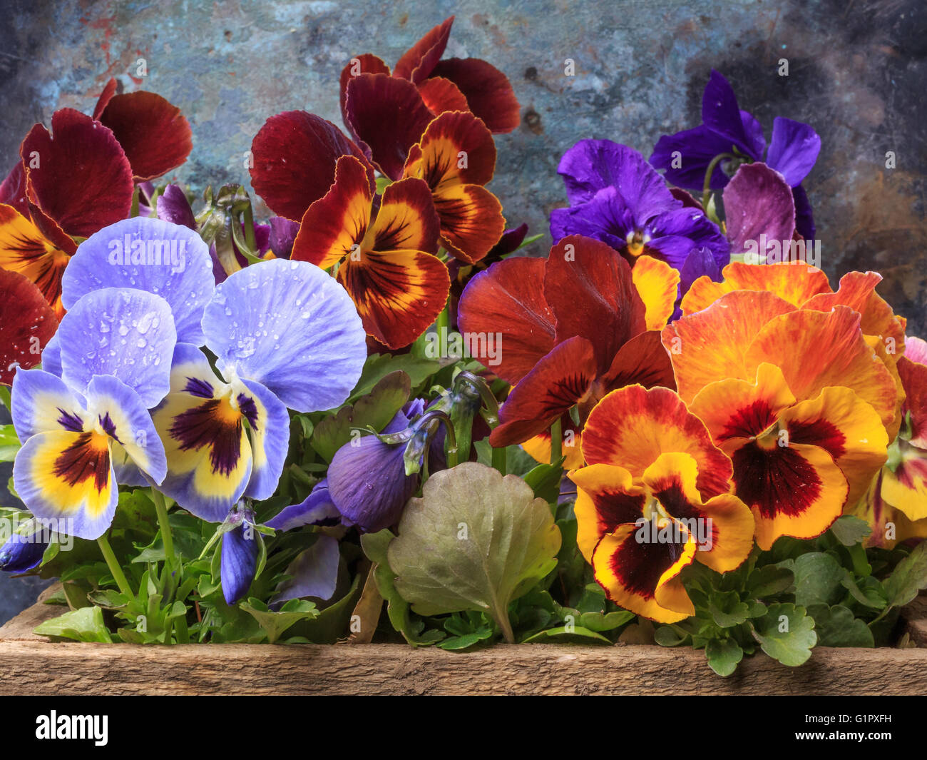 Pansy flowers in a flower box Stock Photo - Alamy