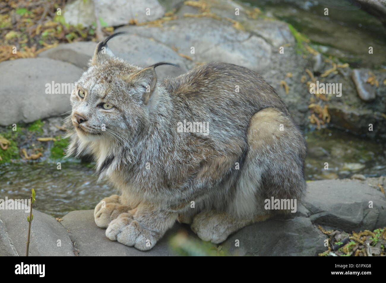 Canada lynx feet hi-res stock photography and images - Alamy