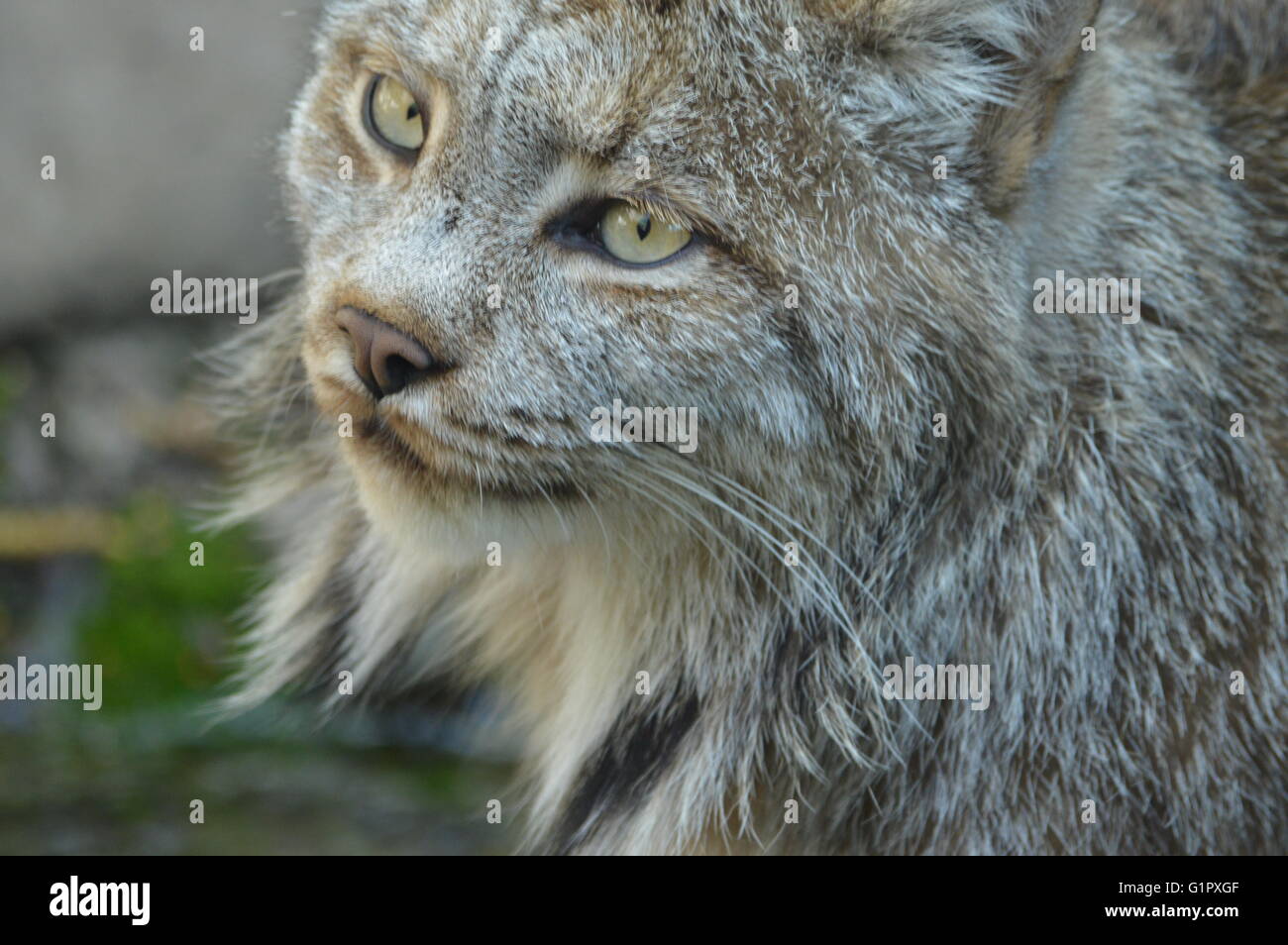 Canada lynx feet hi-res stock photography and images - Alamy