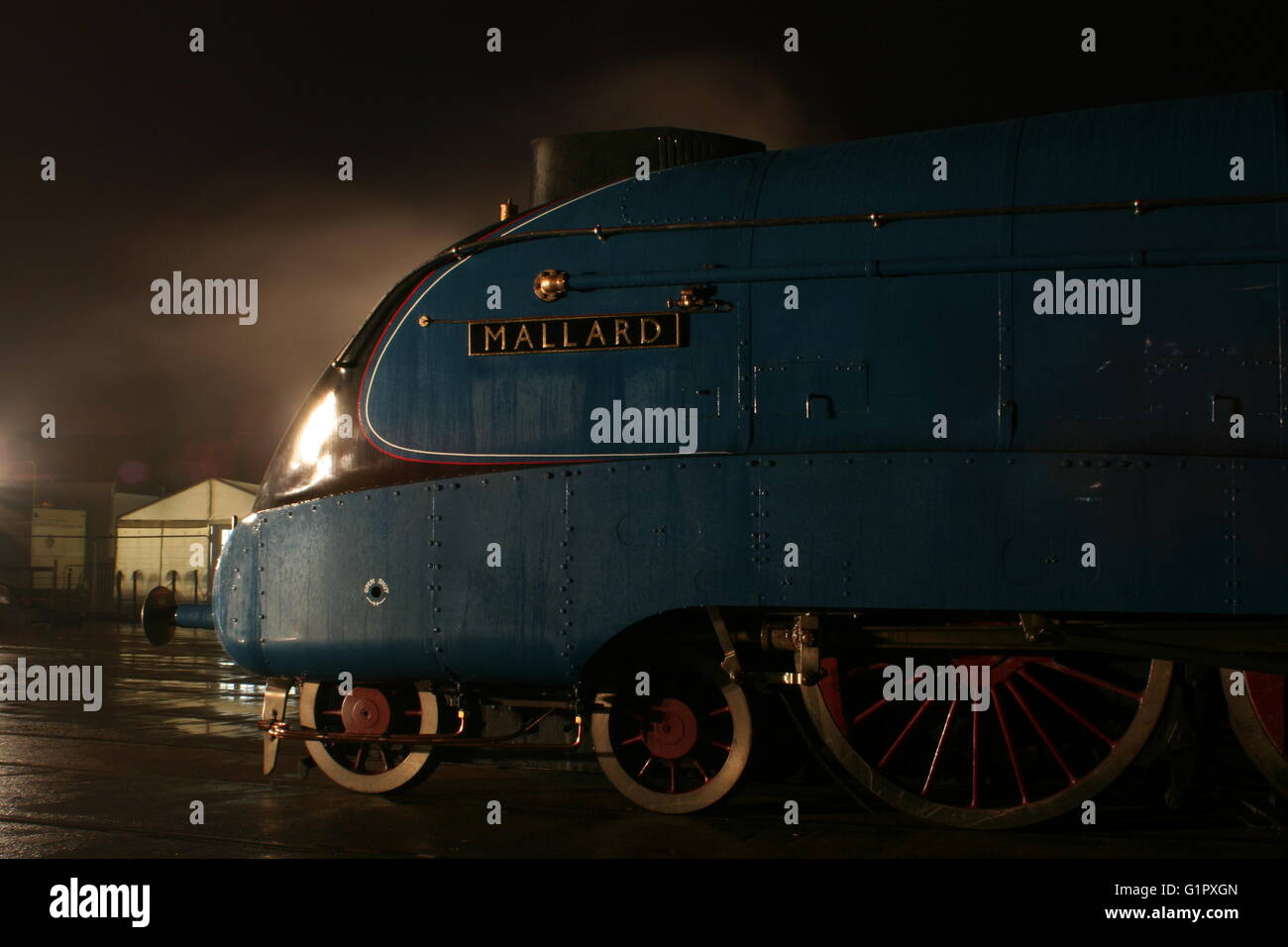 4468 mallard hi-res stock photography and images - Alamy