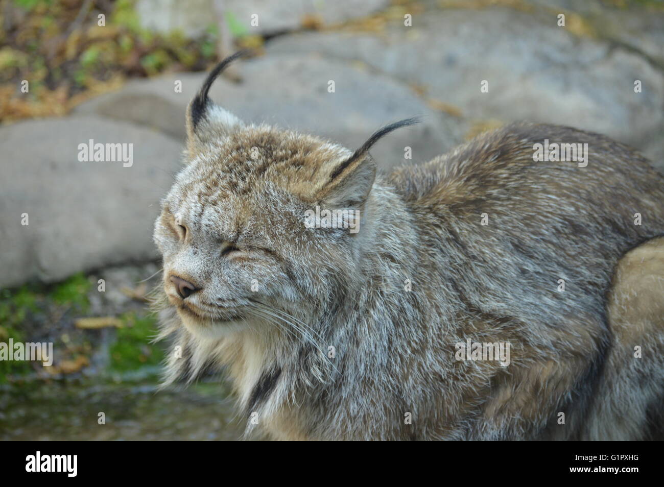 Canada lynx feet hi-res stock photography and images - Alamy