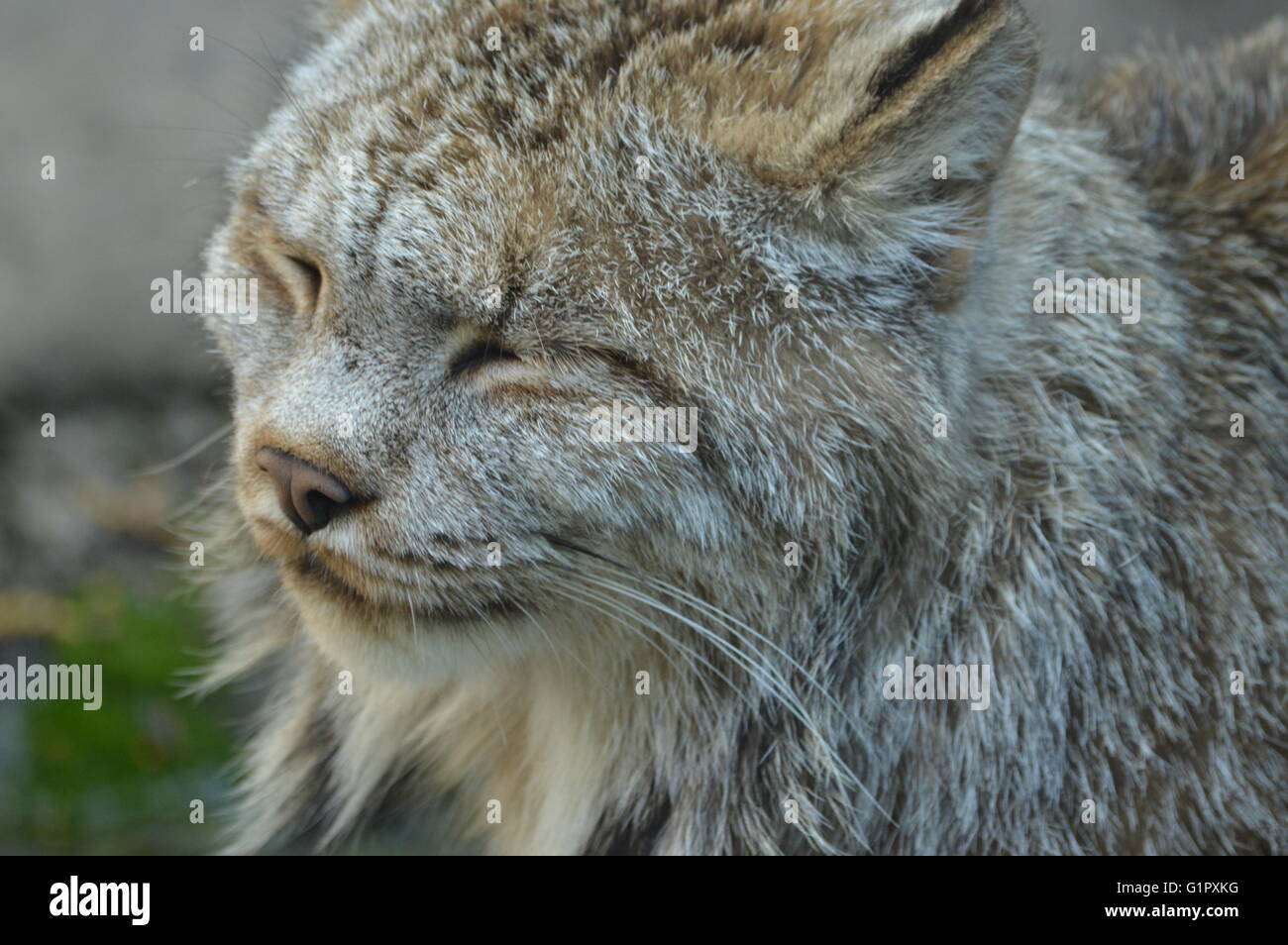 Canada lynx feet hi-res stock photography and images - Alamy