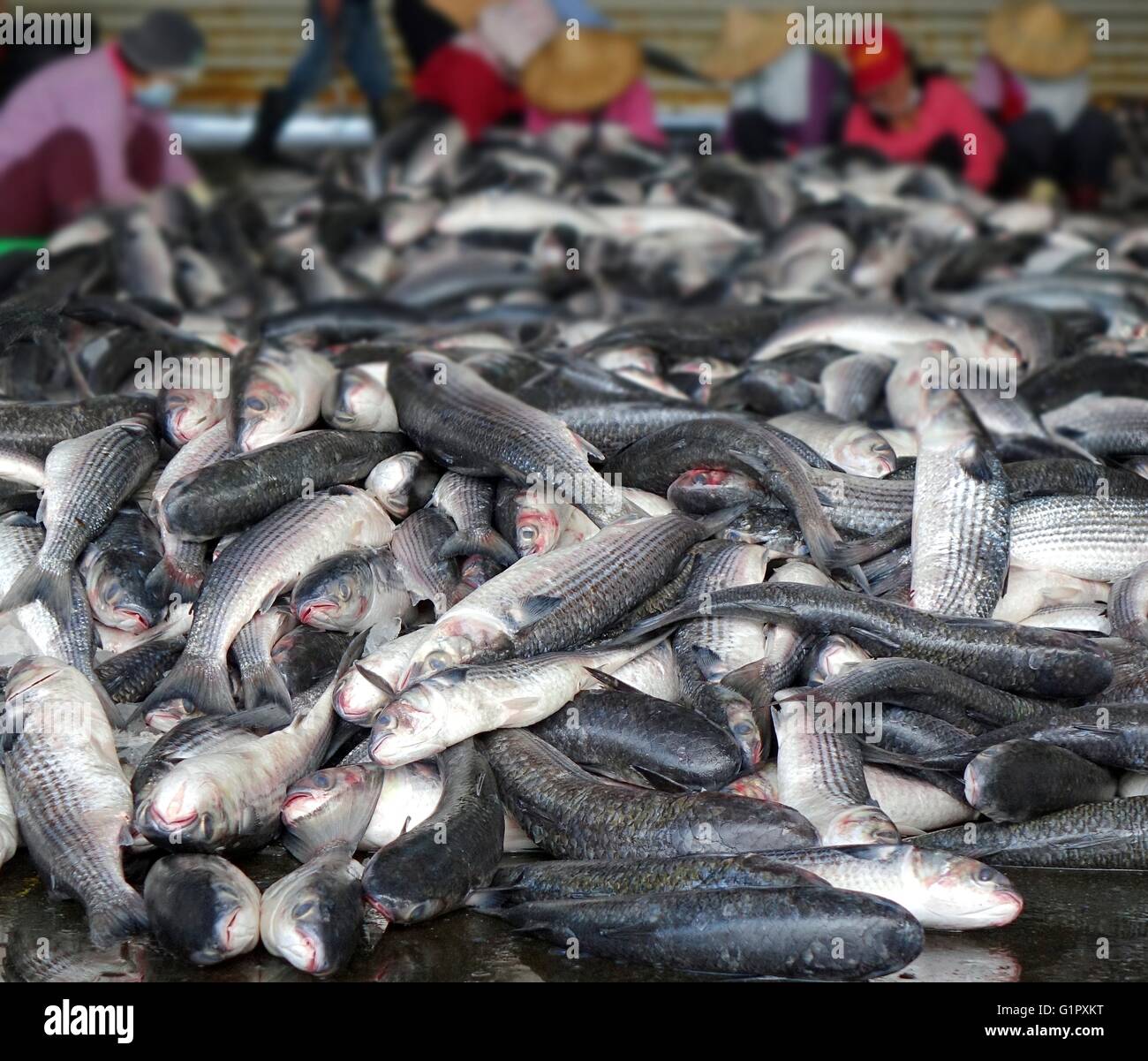 A huge pile of freshly caught gray mullets is sorted by workers at a ...