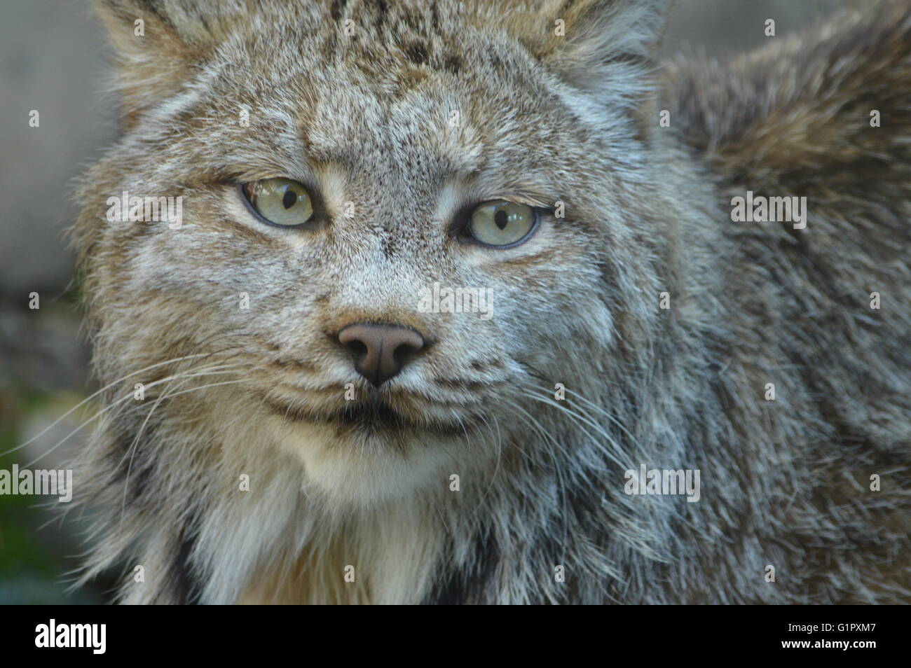 Lynx ears hi-res stock photography and images - Alamy