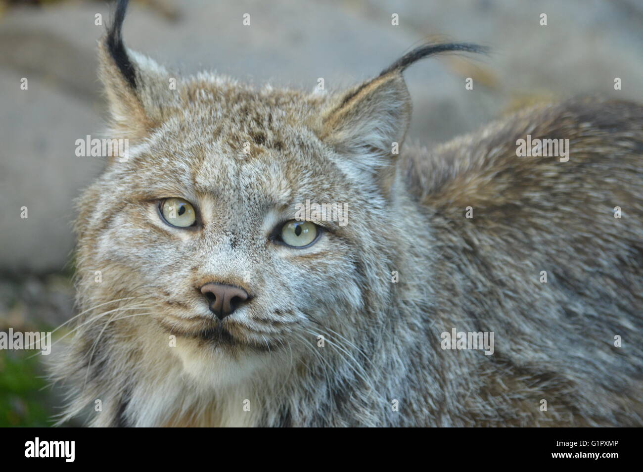 Canada lynx feet hi-res stock photography and images - Alamy