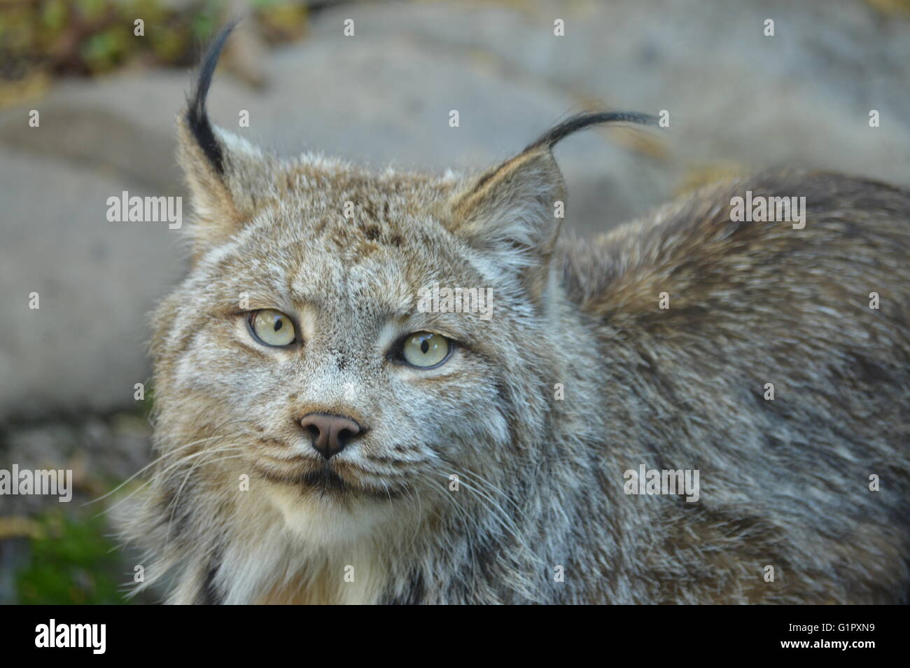 Canada lynx feet hi-res stock photography and images - Alamy