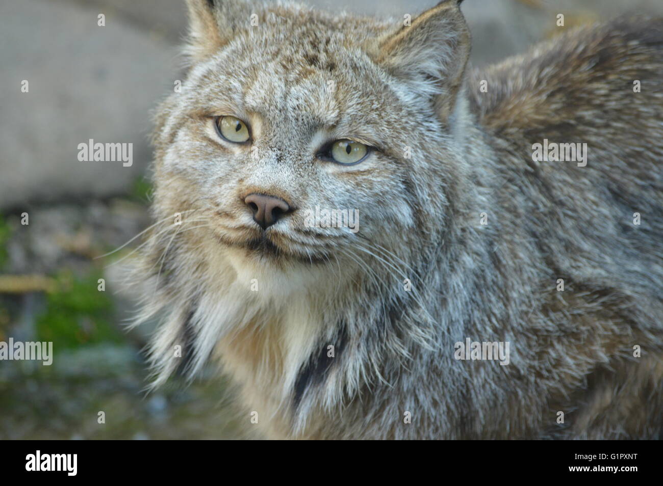 Canada lynx feet hi-res stock photography and images - Alamy