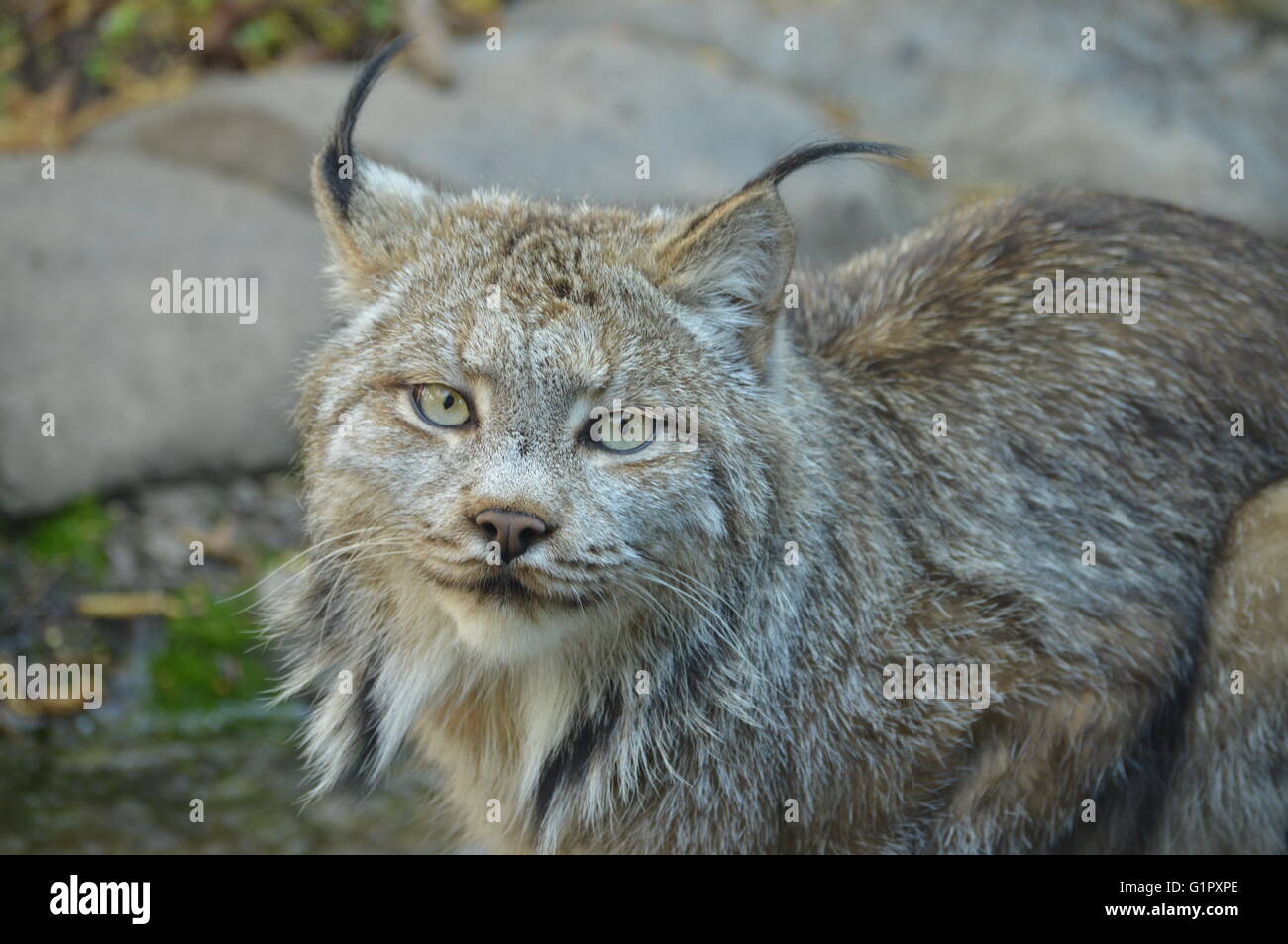 Canada lynx feet hi-res stock photography and images - Alamy