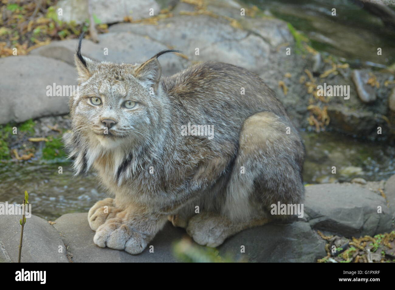 Lynx feet hi-res stock photography and images - Alamy
