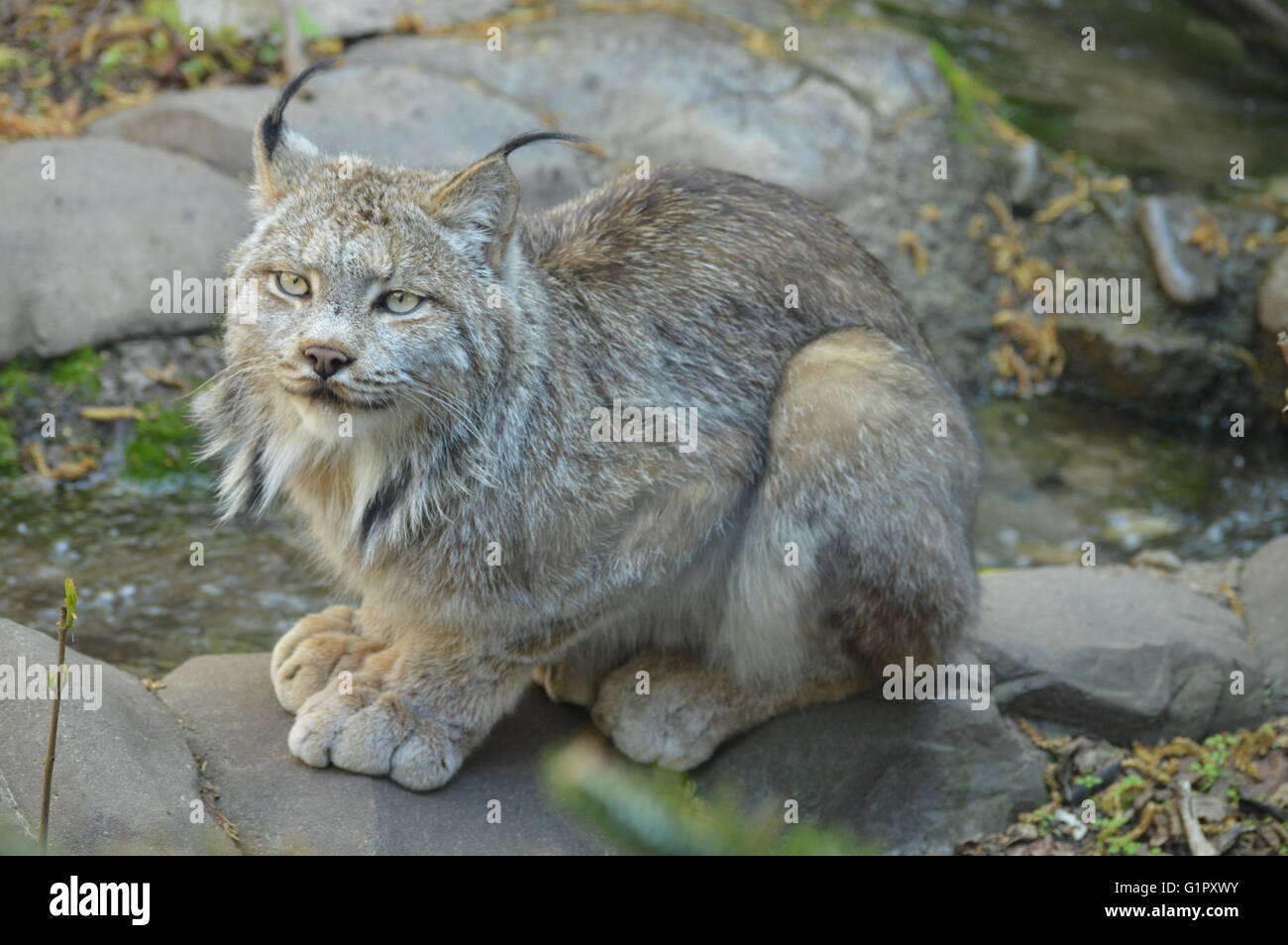 Canada lynx feet hi-res stock photography and images - Alamy