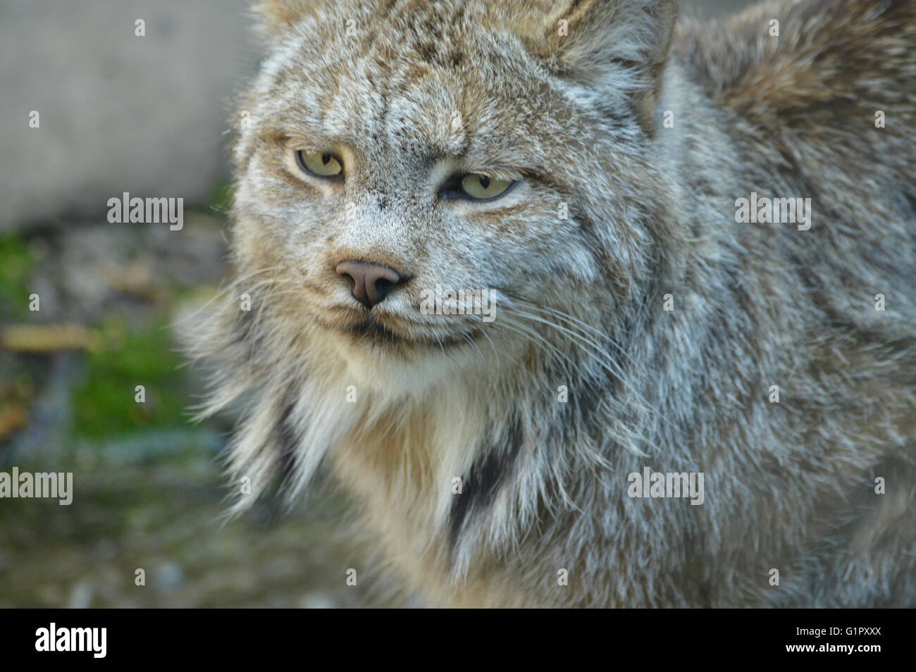 Canada lynx feet hi-res stock photography and images - Alamy