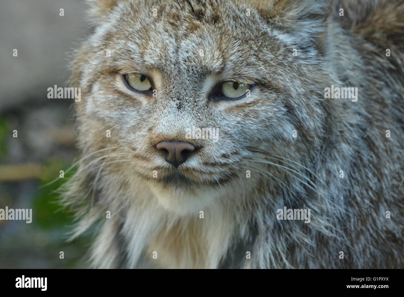 Canada lynx feet hi-res stock photography and images - Alamy