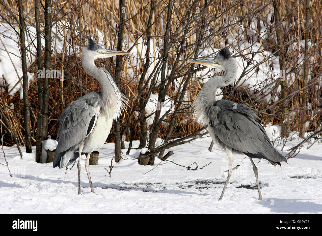 Animals arguing hi-res stock photography and images - Alamy