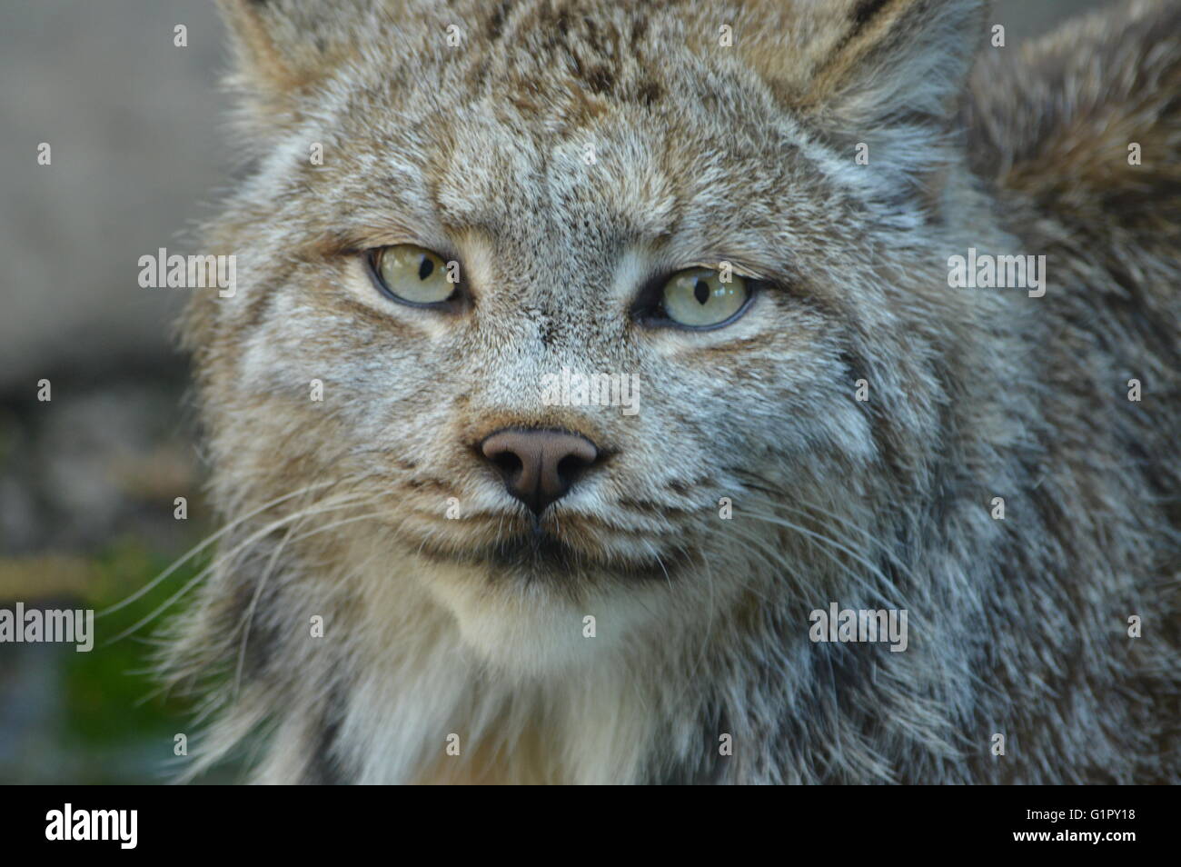Canada lynx feet hi-res stock photography and images - Alamy