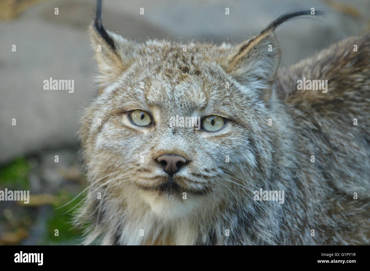 Lynx feet hi-res stock photography and images - Alamy