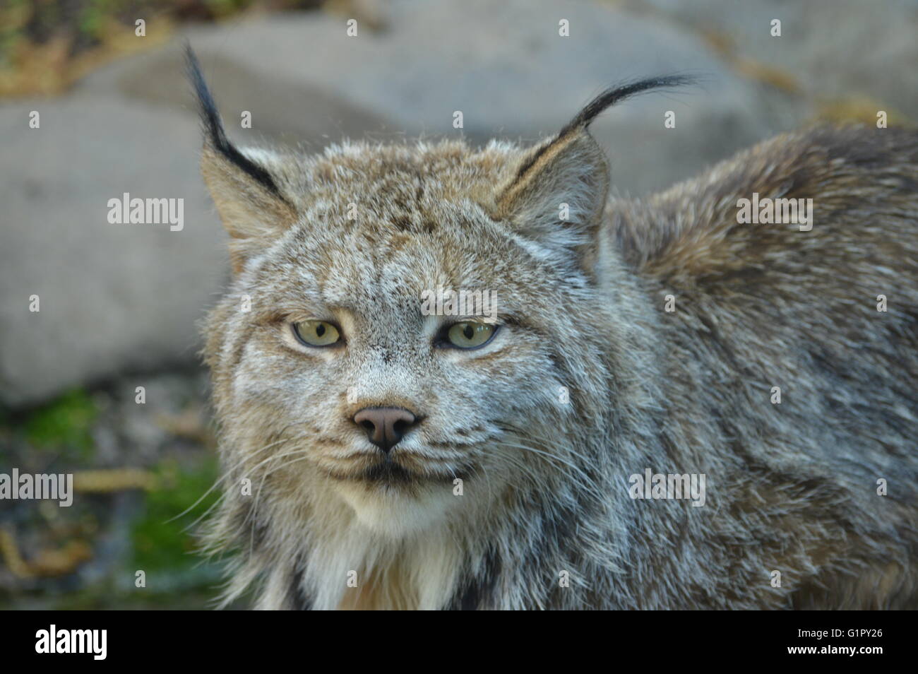 Canada lynx feet hi-res stock photography and images - Alamy