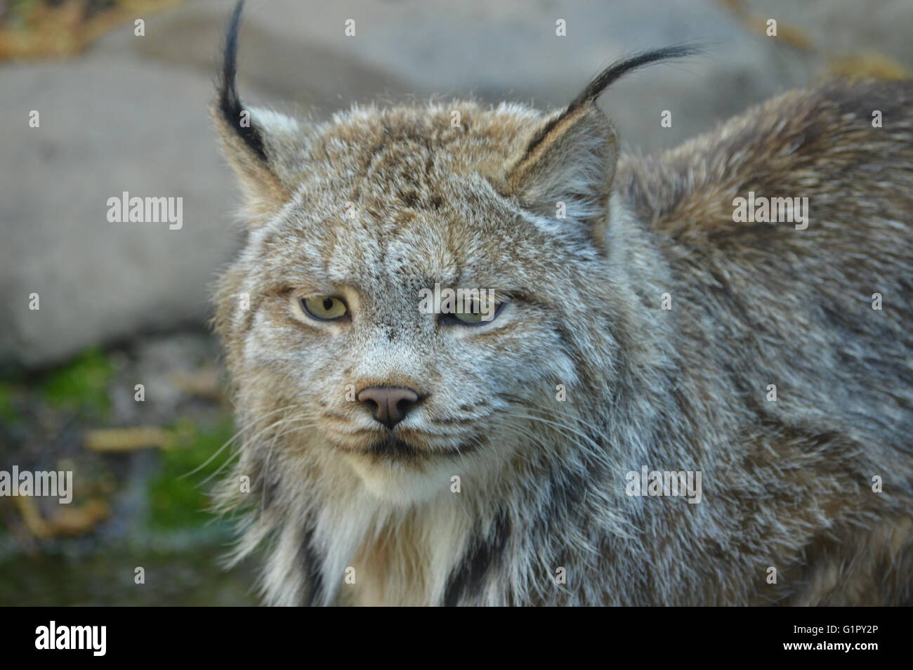 Canada lynx feet hi-res stock photography and images - Alamy